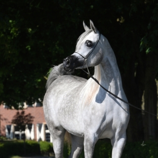 Ajman Stud – Ajman Arabian Horses